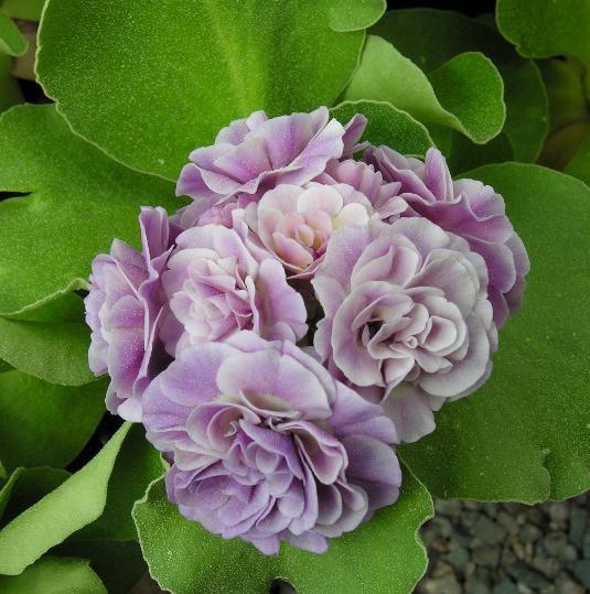 Primula auricula 'Susannah' | North American Rock Garden Society